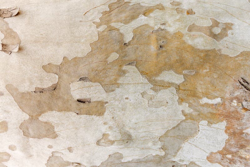 Natural Pattern Tree Wood Chestnut Gray Surface Background Stock Image ...