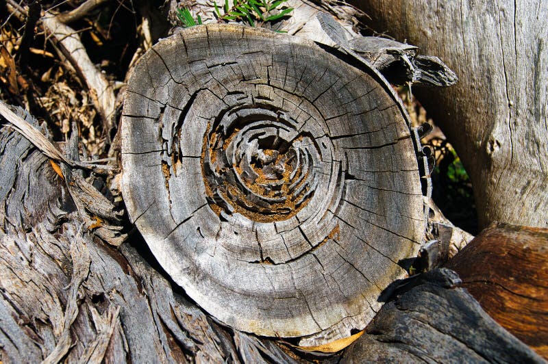 Natural Pattern of a Weathered Old Tree Stump Stock Image - Image of ...