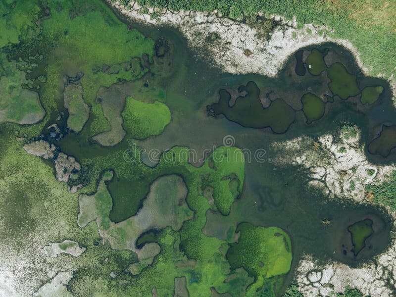 Natural Pattern of a Wetland. Green Water with Sun Reflection. Stock ...
