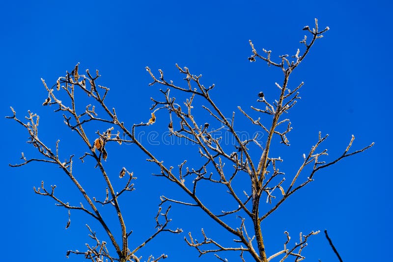 Hoar-covered Tree Twigs on Clear Blue Sky Background Stock Image ...