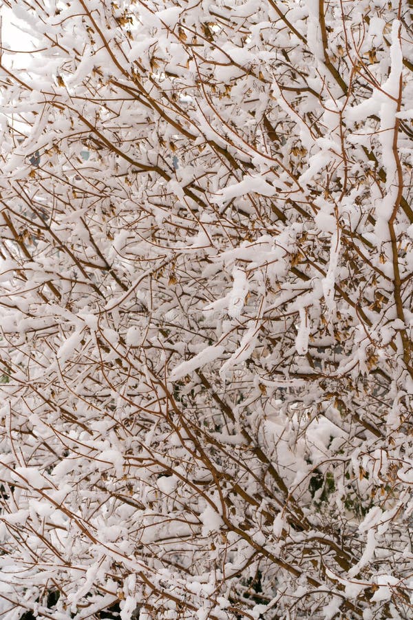 Winter Study with Much Snow on Tree Branches Stock Photo - Image of ...
