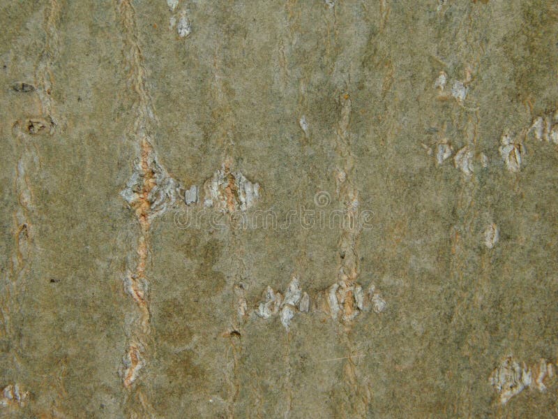 Texture of a Tree for Backgrounds, Natural Patterns Stock Image - Image ...