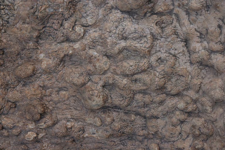 Natural Patterns and Curves on the Bark of a Mature Tree Stock Image ...