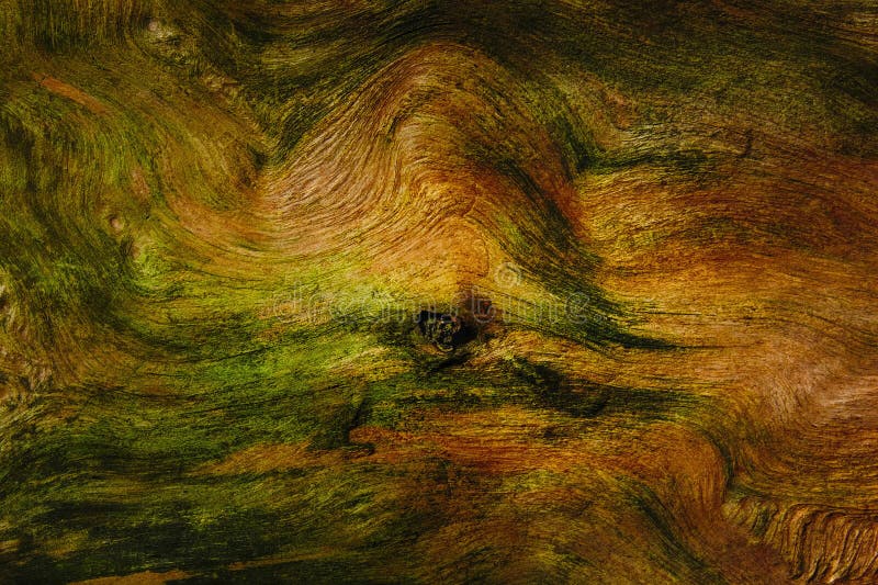 Natural Patterns and Texture on a Fallen Log in the Woodland Stock ...