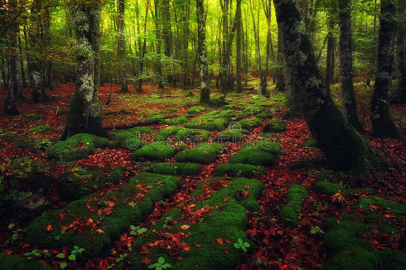 Natural Paving Stones in Forest Stock Photo - Image of sediment ...