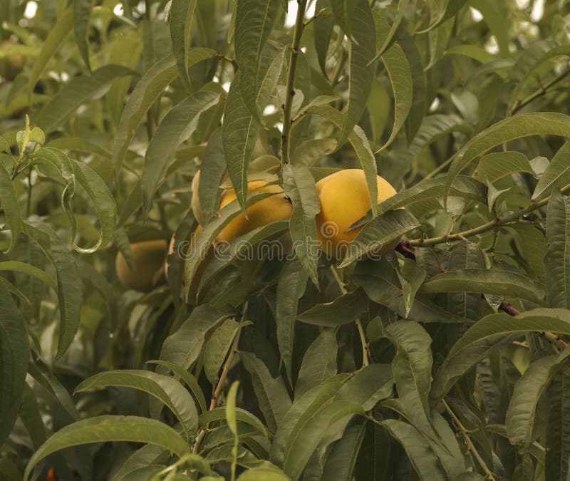 Natural Peach Fruits Hidden among the Leaves of the Tree Stock Image ...