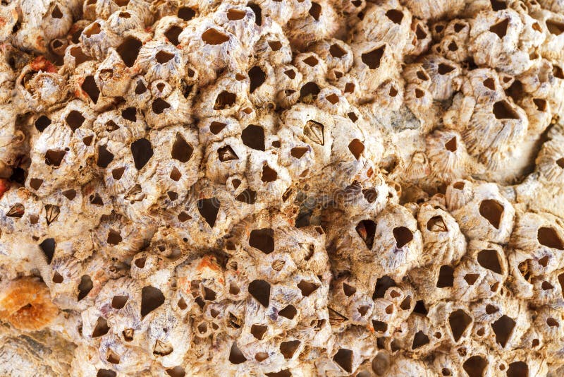 Natural Pearl Shell. Textural Background Stock Image - Image of mollusk ...