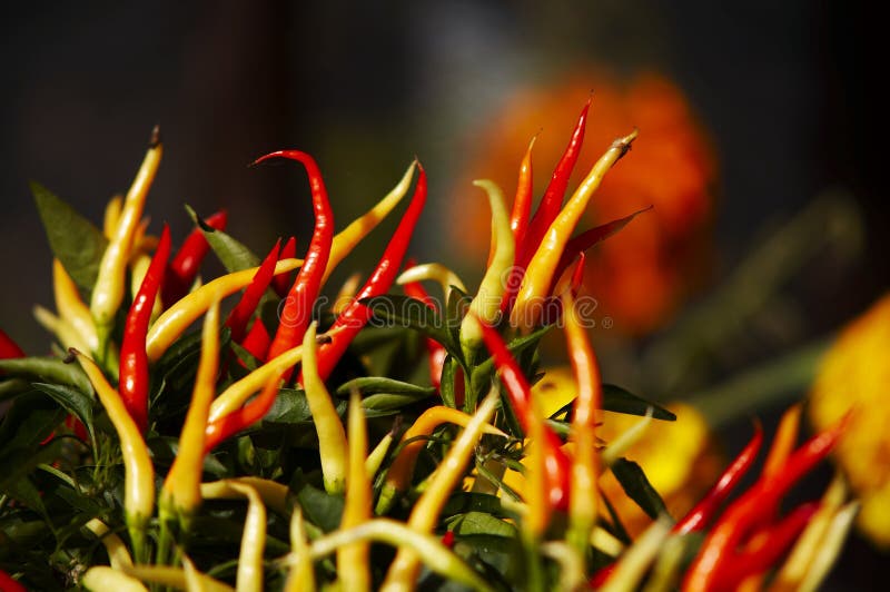 Natural pepper stock photo. Image of fresh, bright, growing - 8428532
