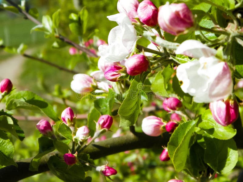 Natural Phenomenom. Blooming Flowers on Tree Branch Stock Image - Image ...