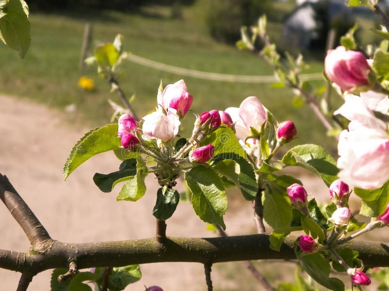 Natural Phenomenom. Blooming Flowers on Tree Branch Stock Photo - Image ...