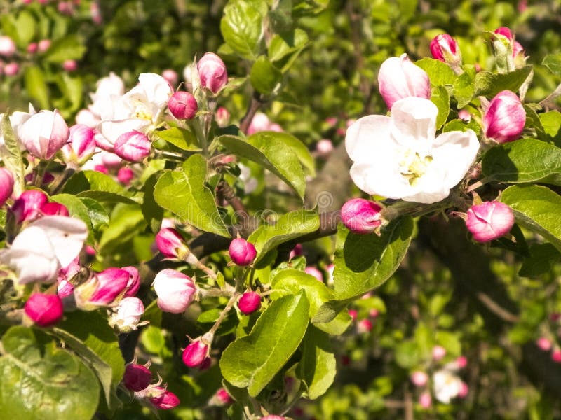 Natural Phenomenom. Blooming Flowers on Tree Branch Stock Photo - Image ...