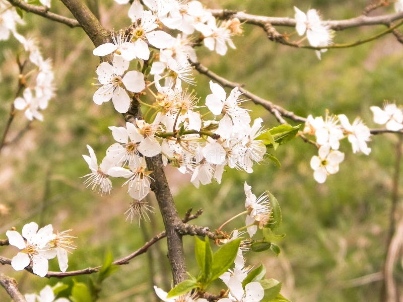 Natural Phenomenom. Blooming Flowers on Tree Branch Stock Photo - Image ...