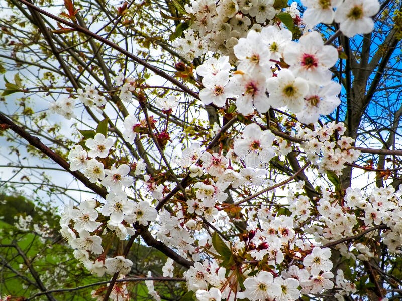 Natural Phenomenom. Blooming Flowers on Tree Branch Stock Photo - Image ...