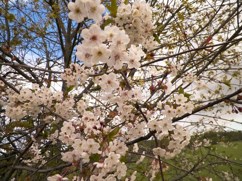 Natural Phenomenom. Blooming Flowers on Tree Branch Stock Photo - Image ...
