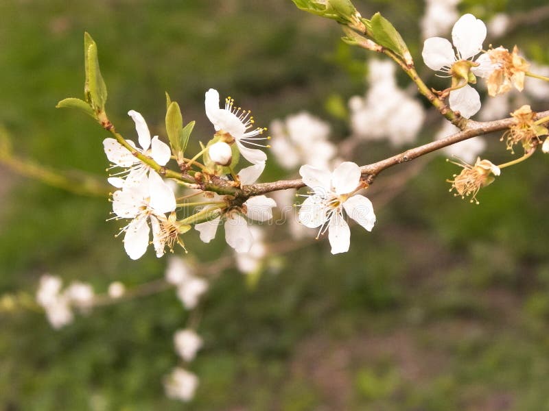 Natural Phenomenom. Blooming Flowers on Tree Branch Stock Image - Image ...