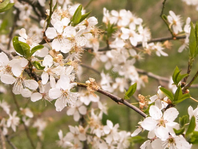 Natural Phenomenom. Blooming Flowers on Tree Branch Stock Photo - Image ...