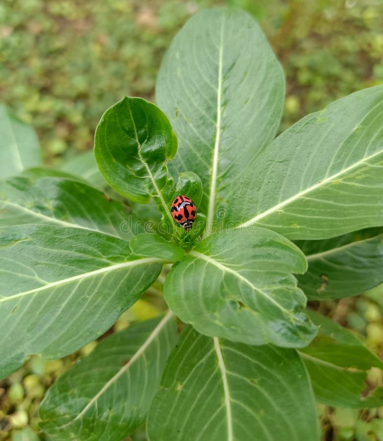 A Natural Photograph Capturing a Small Ladybug with Unique Patterns on ...