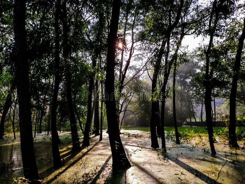 Natural Photography in the Morning Stock Photo - Image of forest ...