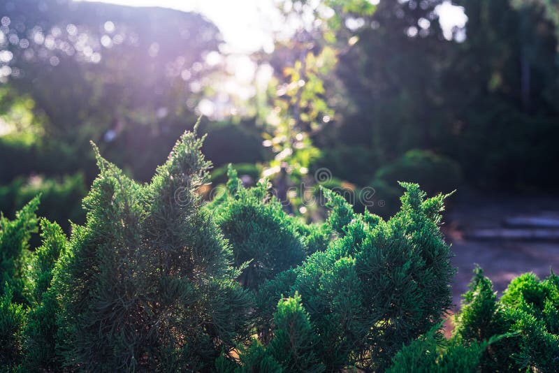 Natural Photos of Pine Trees and Sunset Light Stock Photo - Image of ...
