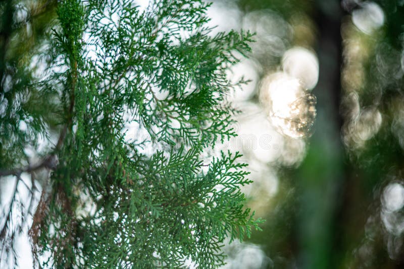 Natural Photos of Pine Trees and Sunset Light Stock Photo - Image of ...