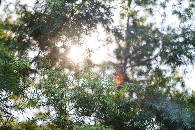 Natural Photos of Pine Trees and Sunset Light Stock Photo - Image of ...