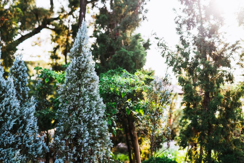 Natural Photos of Pine Trees and Sunset Light Stock Photo - Image of ...