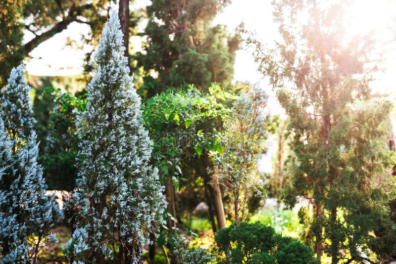 Natural Photos of Pine Trees and Sunset Light Stock Photo - Image of ...