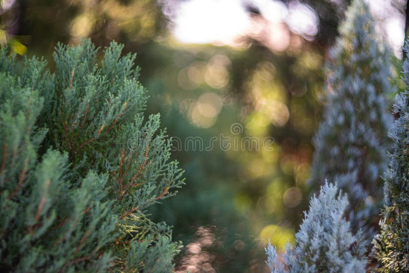 Natural Photos of Pine Trees and Sunset Light Stock Photo - Image of ...