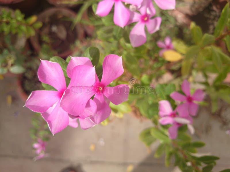 Natural pic of flowers stock photo. Image of natural - 48516488