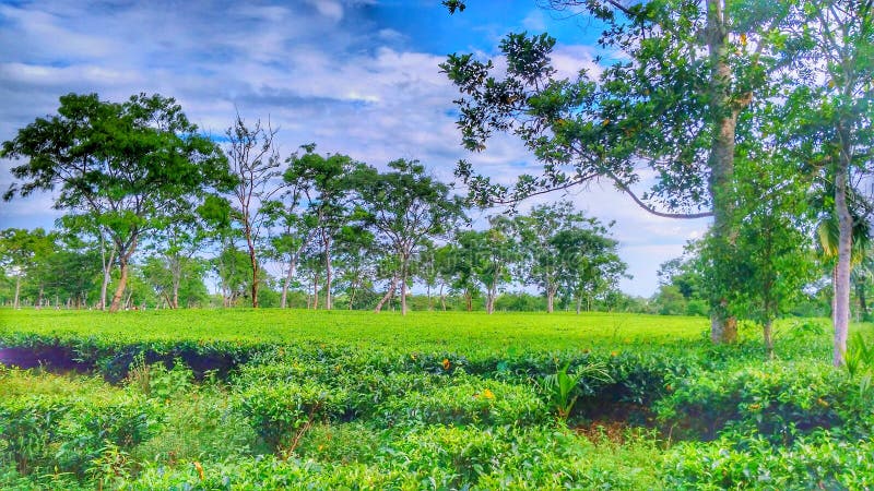 Natural pic stock photo. Image of natural, look, beautiful - 123052640