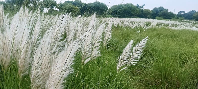 Good nature stock photo. Image of fields, crop, nature - 123873390