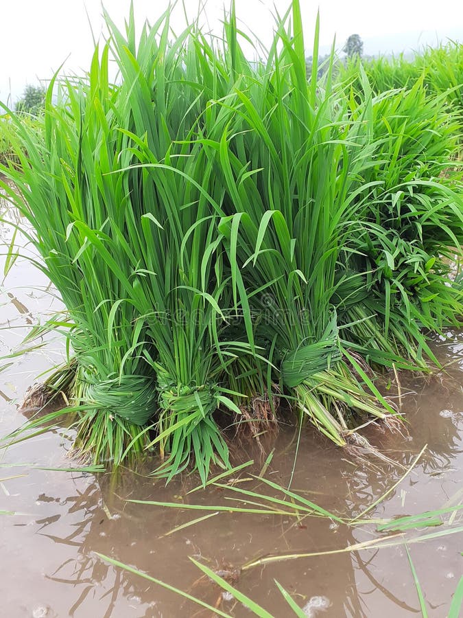 Picture of Paddy Plants in India`s Field Stock Photo - Image of fields ...