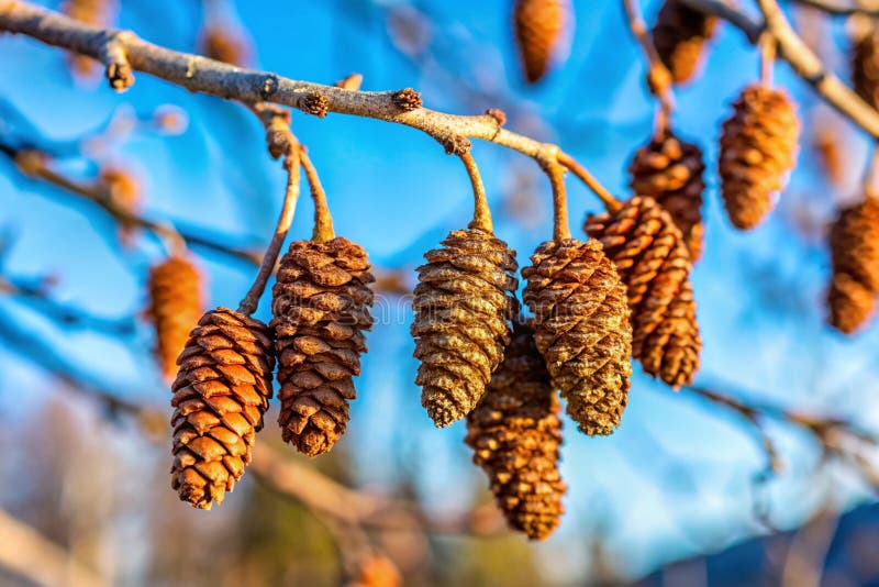 Natural Pine Cone Cluster on Tree Branch with Sharp Textures and Warm ...