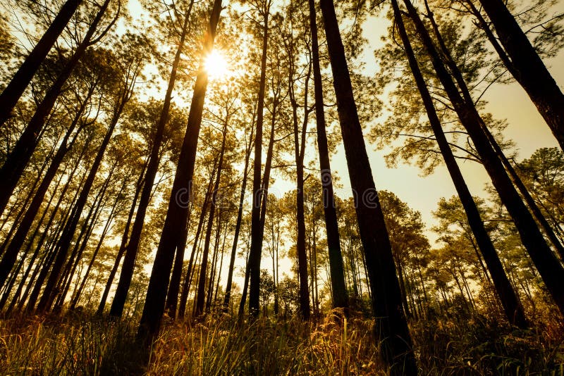Natural Pine Forest. stock image. Image of farming, botanic - 73130857