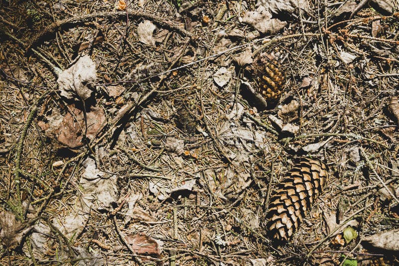 Natural pine forest ground stock photo. Image of floor - 196756632