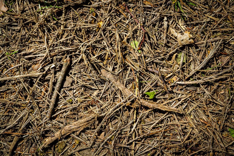 Natural pine forest ground stock photo. Image of forest - 182724718