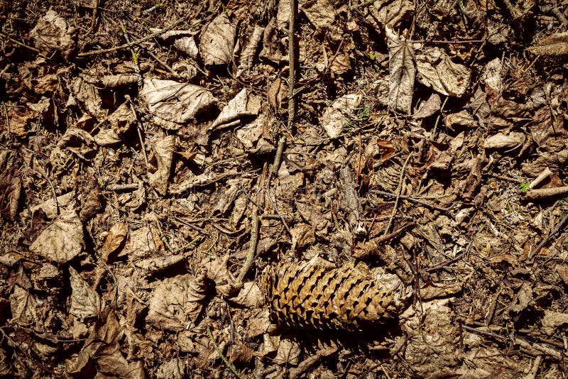 Natural pine forest ground stock photo. Image of outdoor - 195901358