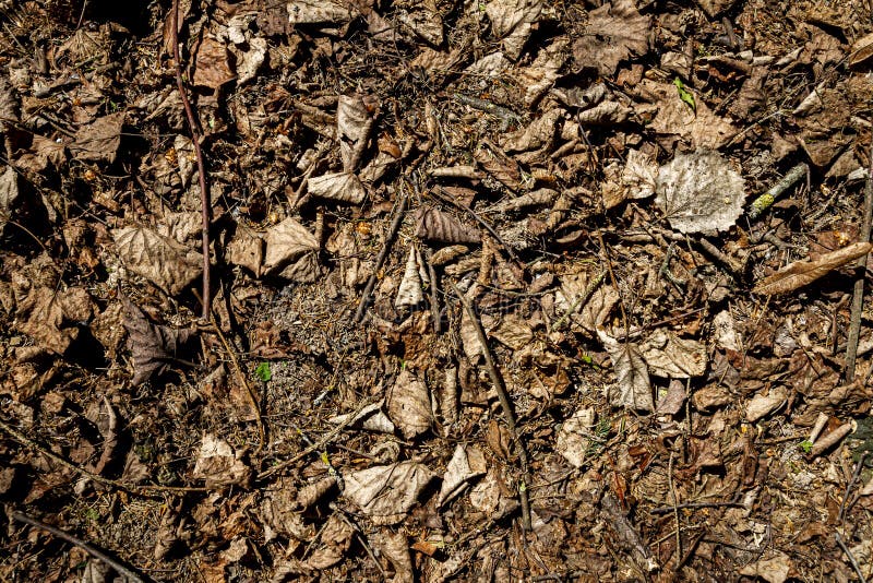 Natural pine forest ground stock image. Image of abstract - 197453145
