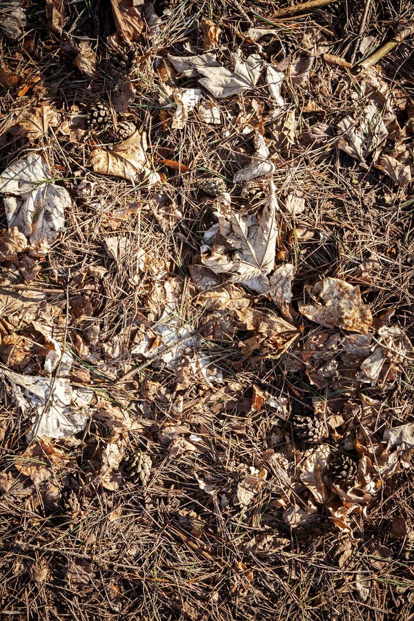 Natural pine forest ground stock image. Image of texture - 362730889