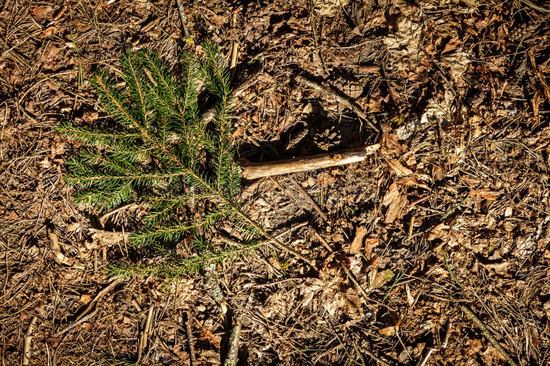 Natural pine forest ground stock image. Image of ground - 369478979
