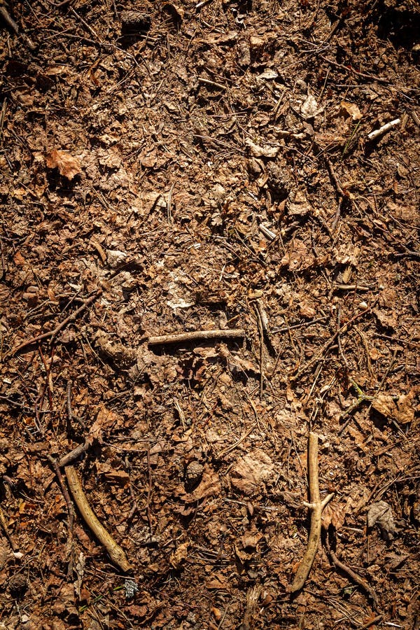 Natural pine forest ground stock photo. Image of surface - 370880382
