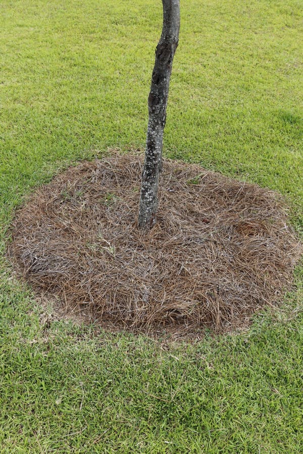Natural Pine Needles Mulch at the Base of a Small Tree Outside Stock ...