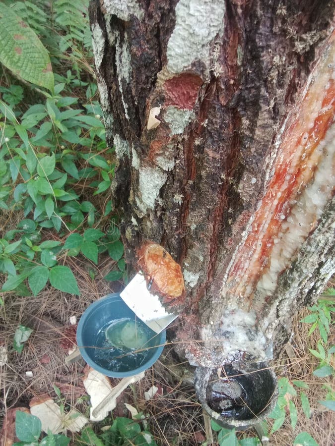 Natural Pine Resin in the Forest Indonesia Stock Image - Image of pine ...