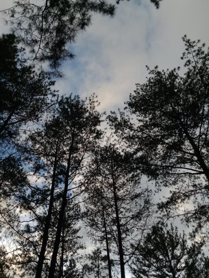 Natural pine tree mount stock image. Image of pine, view - 225497497