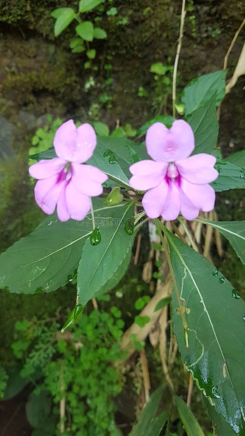 Natural pink flo stock photo. Image of meadow, shrub - 263821152