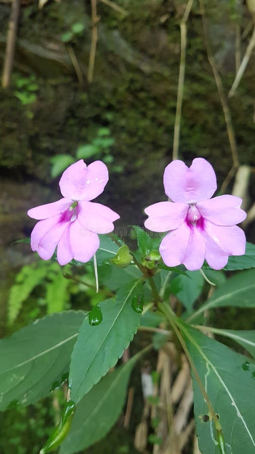 Natural pink flo stock image. Image of pink, produce - 263821179