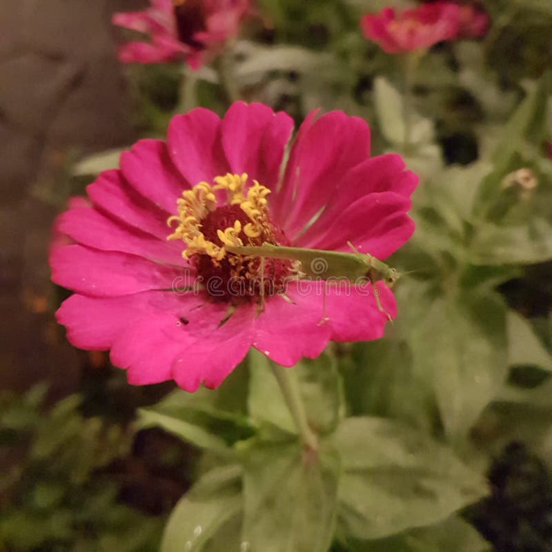 Natural pink flo stock image. Image of plant, petal - 263821327