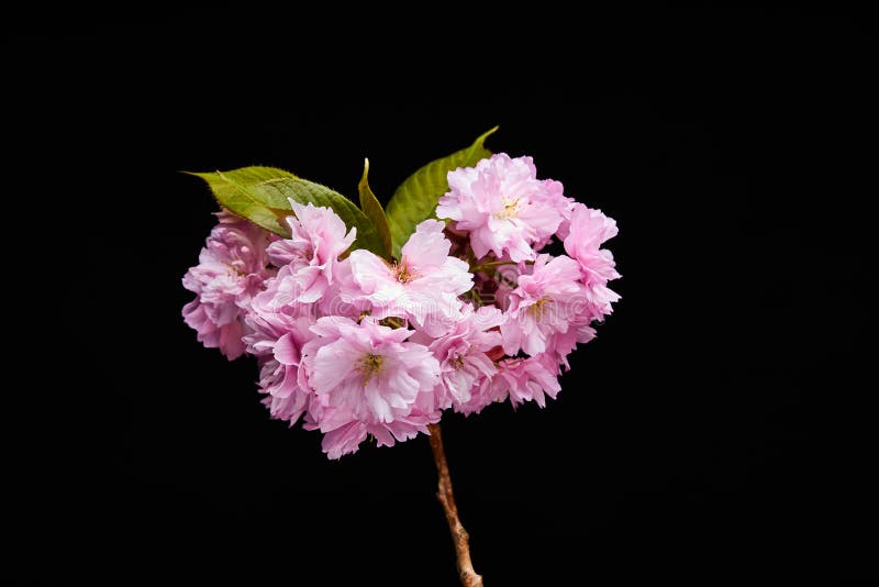Natural Pink Flower Object on Black Background Stock Photo - Image of ...