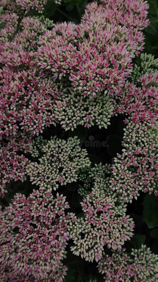 Natural Pink and Green Stonecrop Sedum Background. Stock Image - Image ...