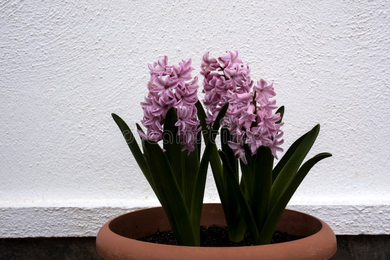 Natural Pink Hyacints on Abstract Background Stock Image - Image of ...